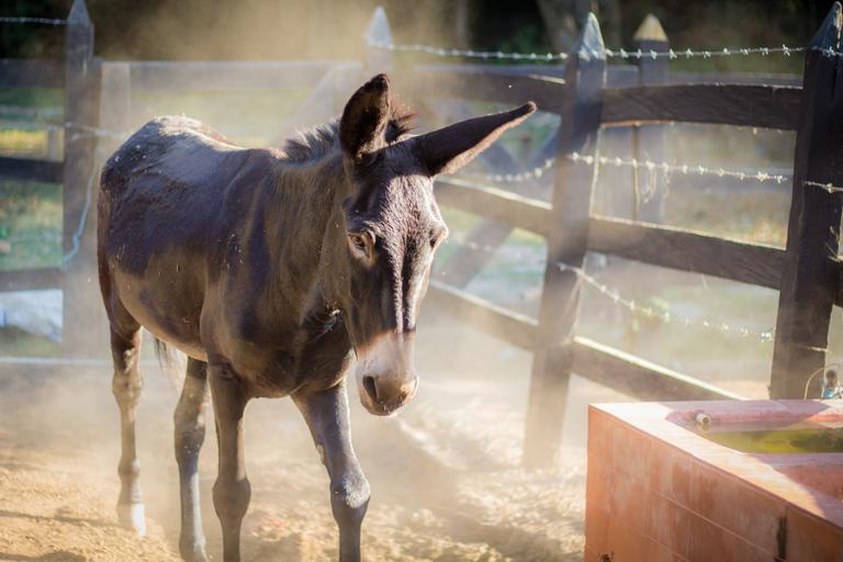 The Majestic Purpose of the Donkey – Giving God The Glory