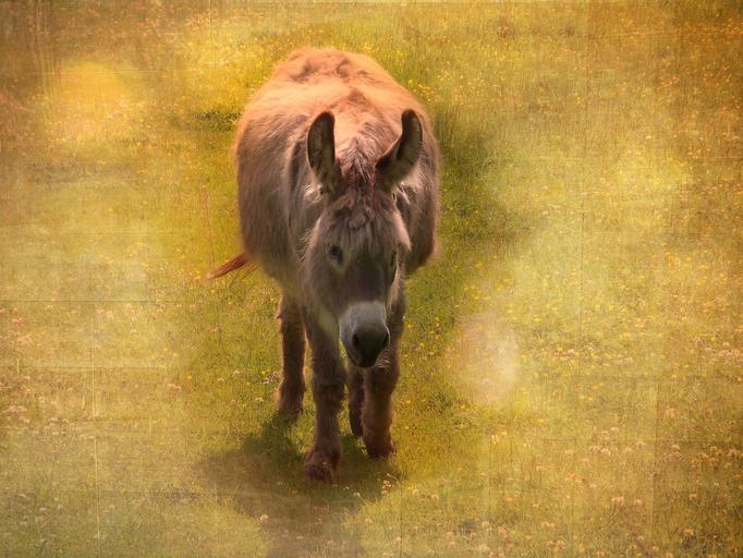 The Majestic Purpose of the Donkey – Giving God The Glory
