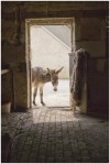 The Majestic Purpose of the Donkey – Giving God The Glory