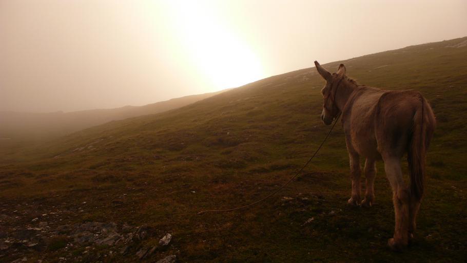 The Majestic Purpose of the Donkey – Giving God The Glory