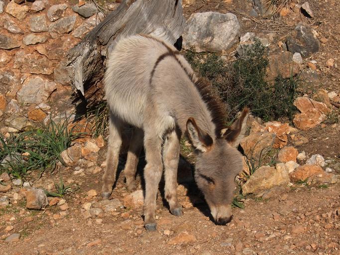 The Majestic Purpose of the Donkey – Giving God The Glory